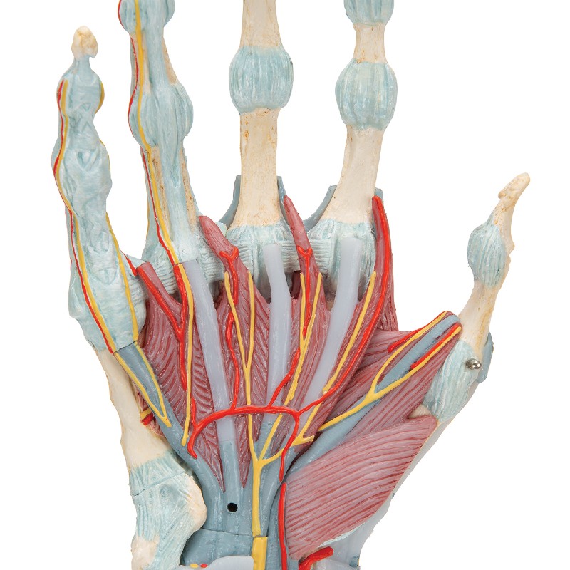 Hand Skeleton Model w/ Ligaments & Muscles | Health and Care